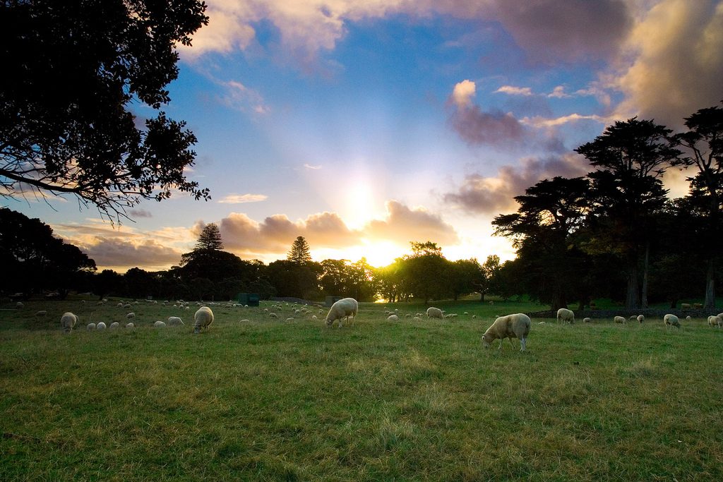Nonstop Flights: Dallas to Auckland, New Zealand $687 round-trip ...